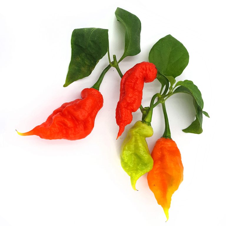 Infinity Chili - Vendita Peperoncini Online